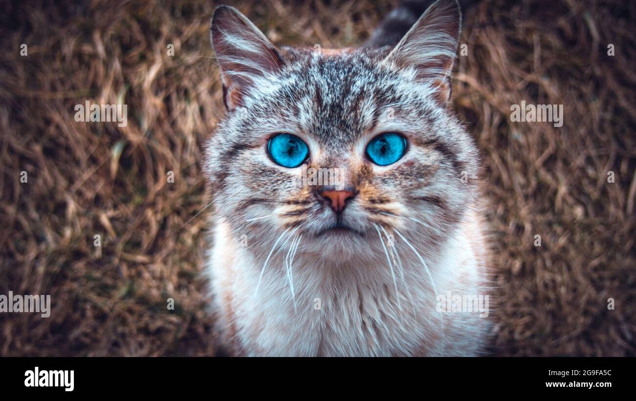 Cat close up eyes photo hi-res stock photography and images - Alamy