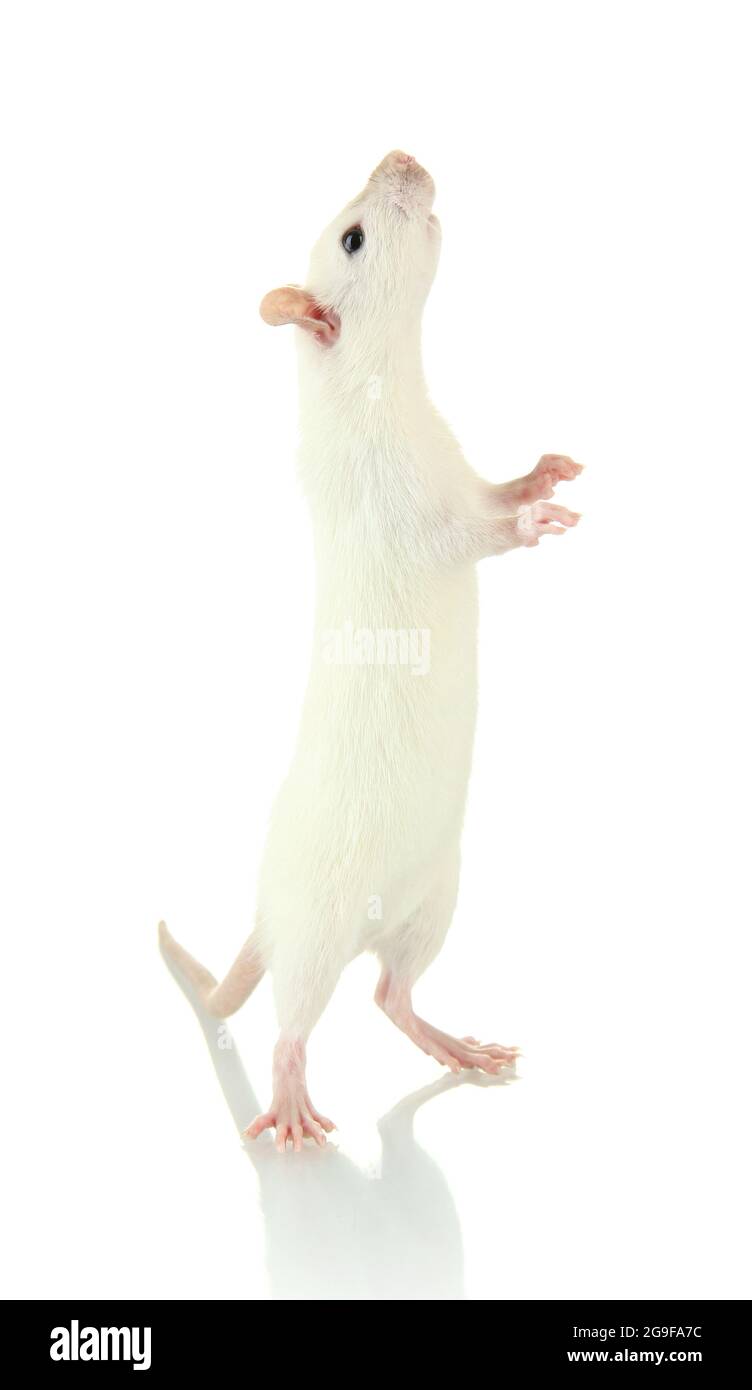 funny little rat, isolated on white Stock Photo - Alamy