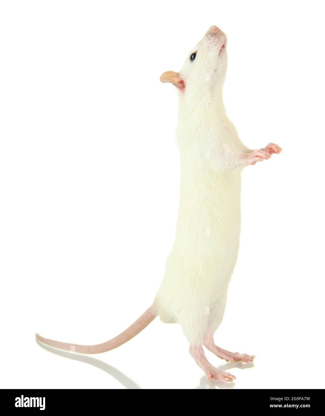 funny little rat, isolated on white Stock Photo - Alamy