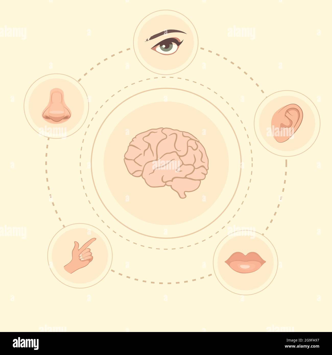 vector five senses icons, human nose, ear, eye and mouth illustration ...