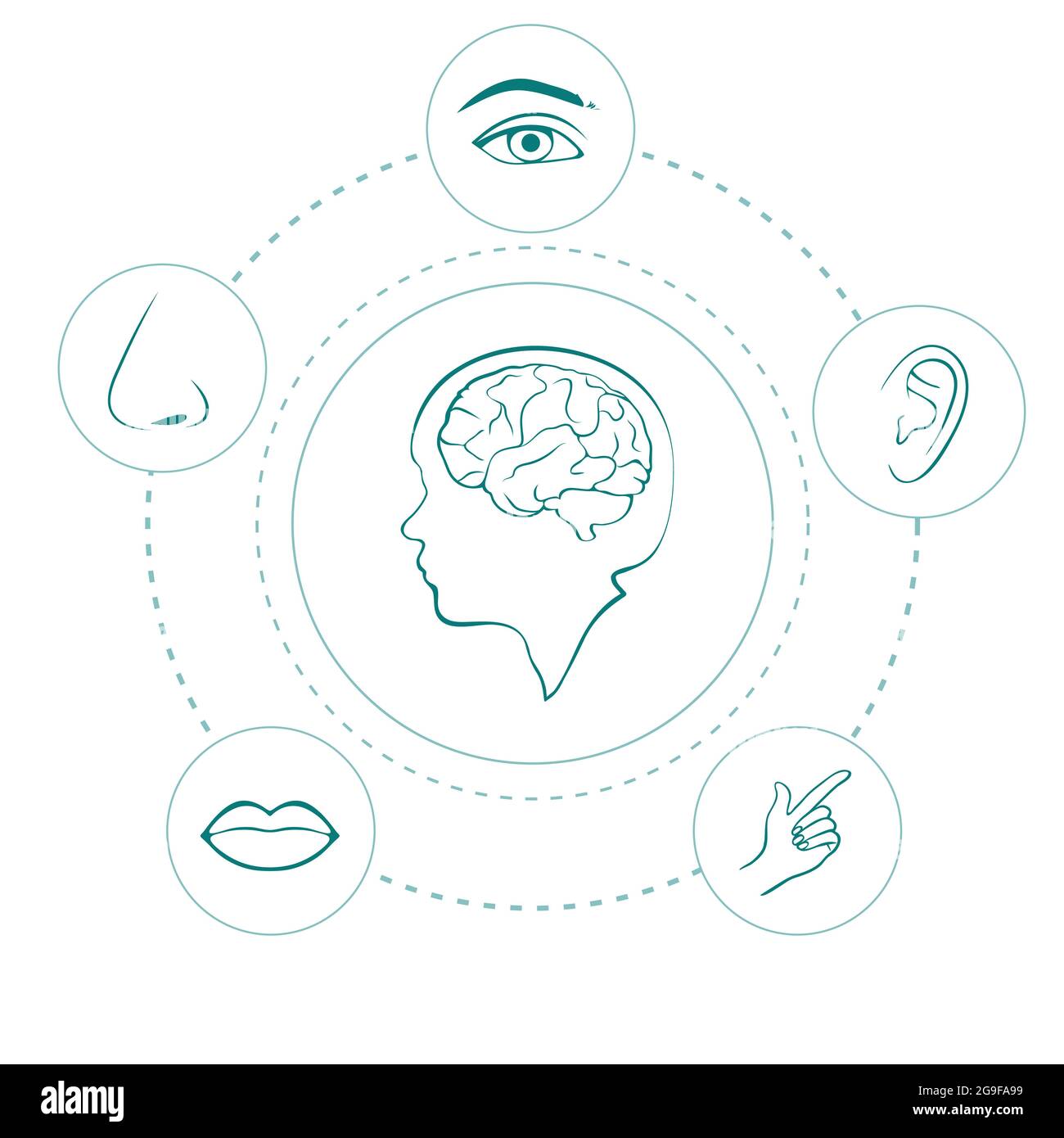 Five senses hi-res stock photography and images - Alamy