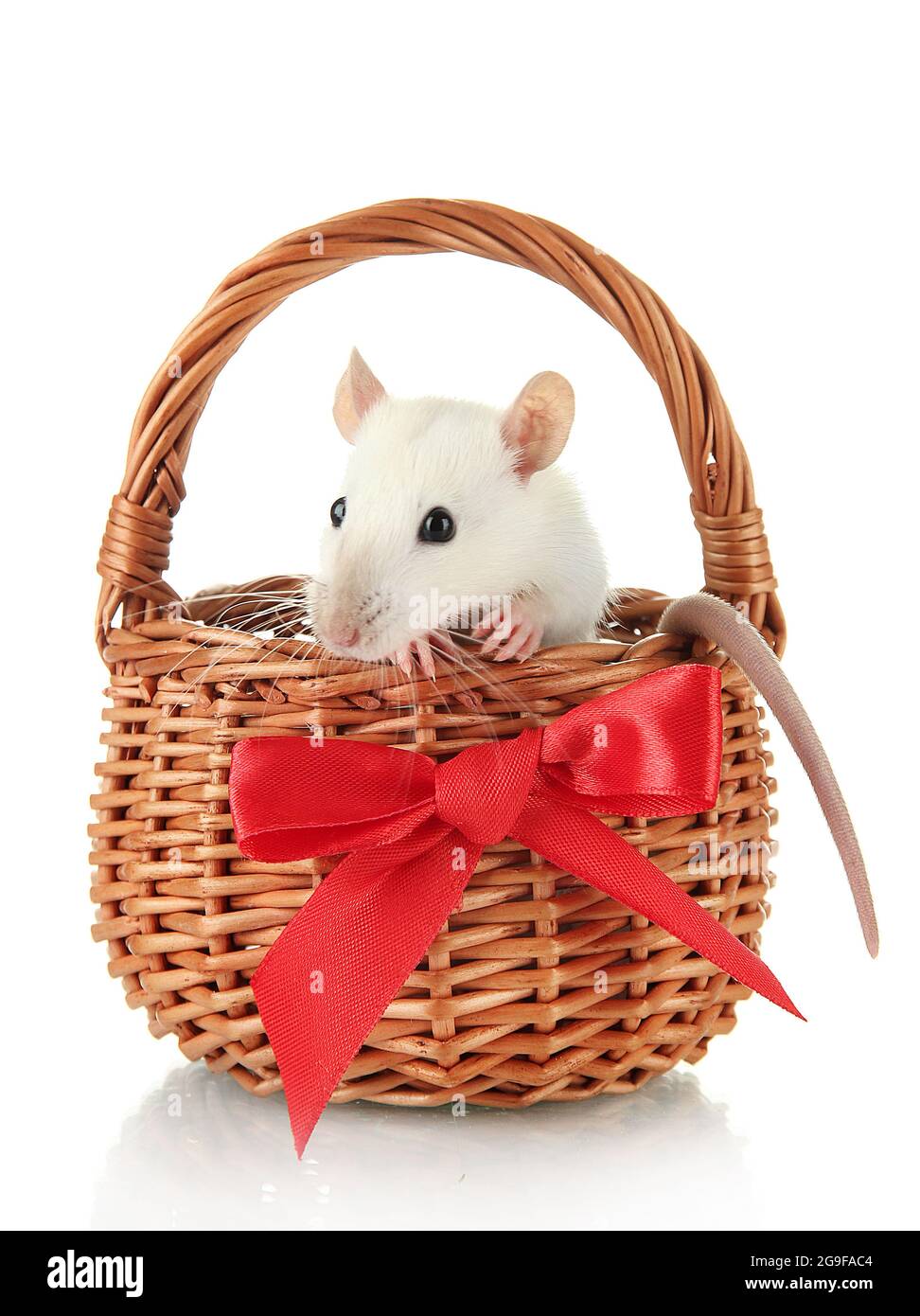 funny little rat in basket, isolated on white Stock Photo - Alamy