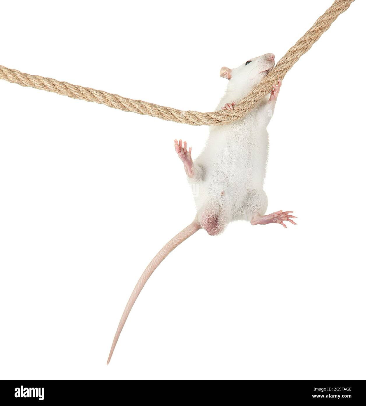 Nose rope Cut Out Stock Images & Pictures - Alamy