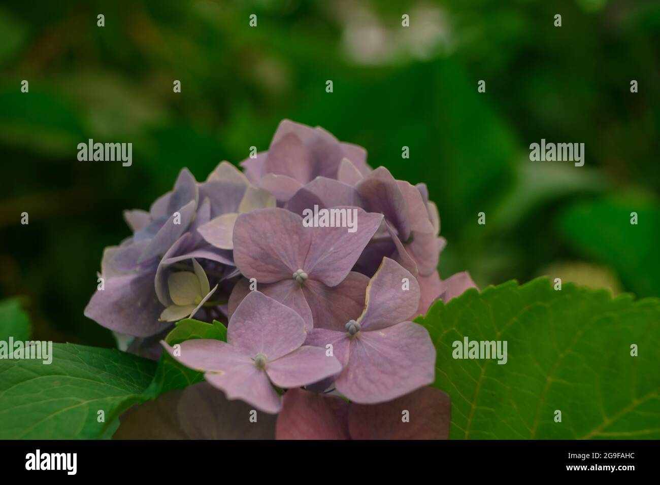 Hydrangea Macrophylla flower buds, also known as Bigleaf Hydrangea or Hortensia. Close up of a ...