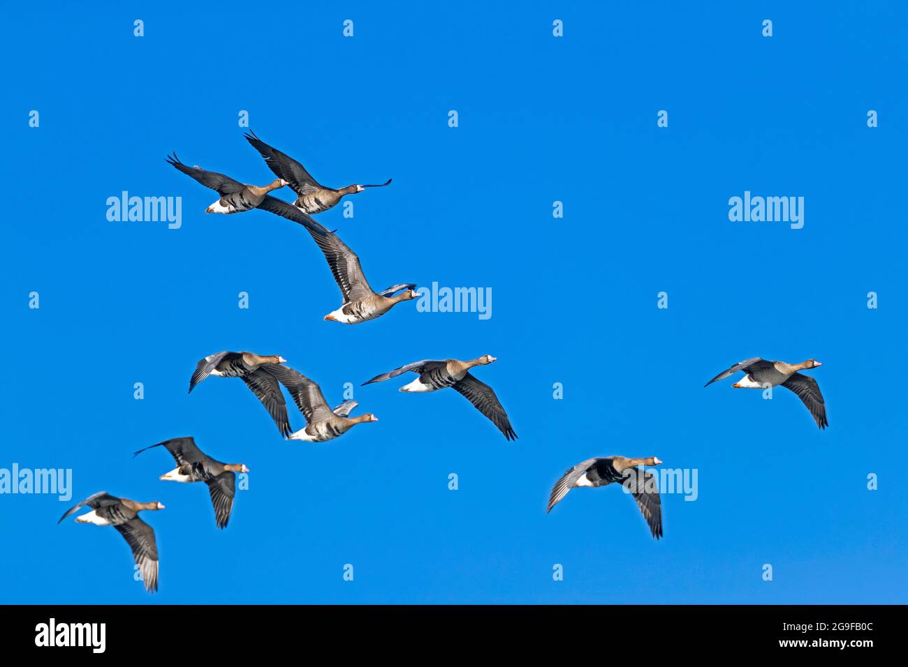 Greater white fronted goose migration hi-res stock photography and ...