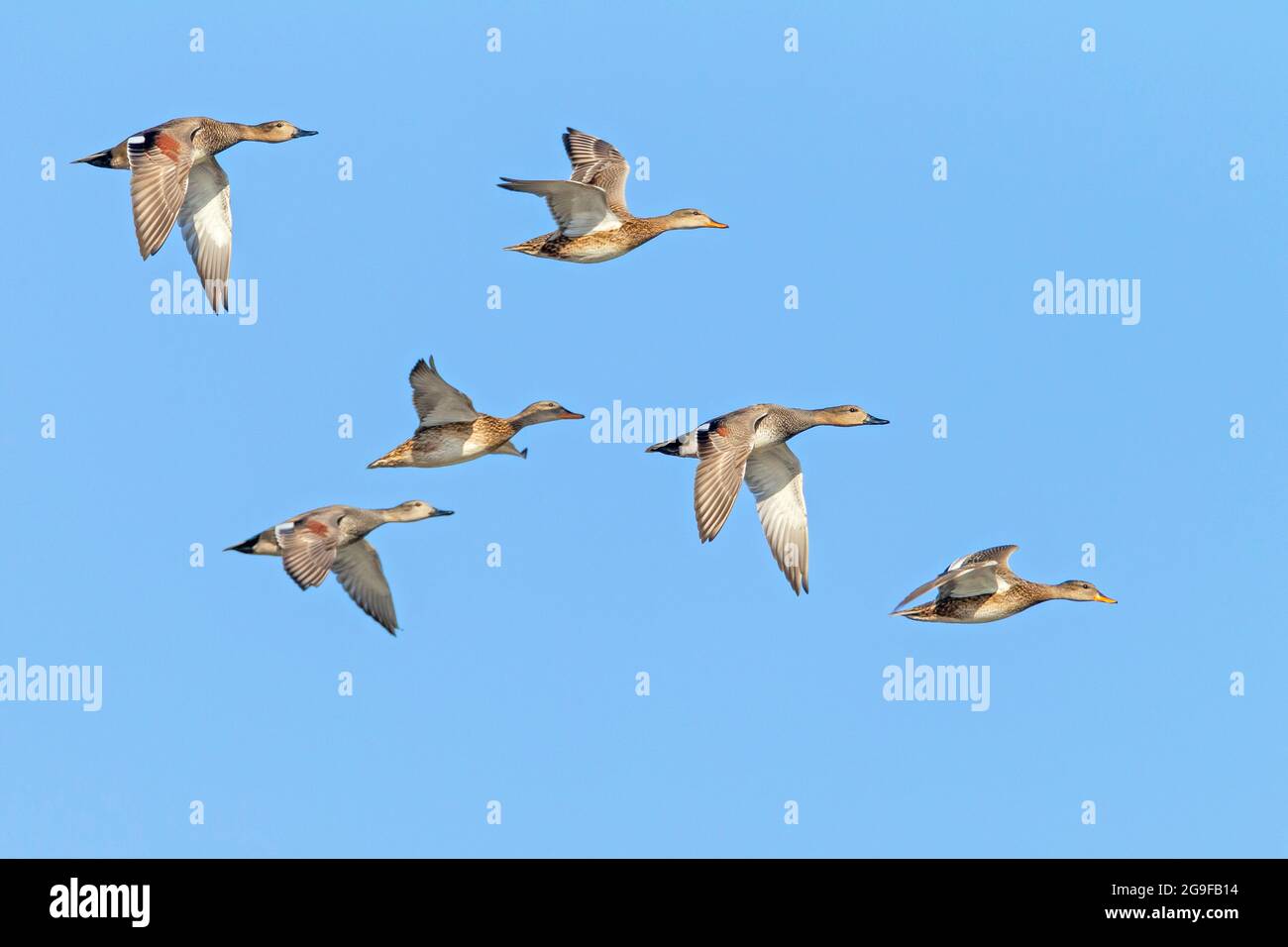 Flying gadwall duck hi-res stock photography and images - Alamy