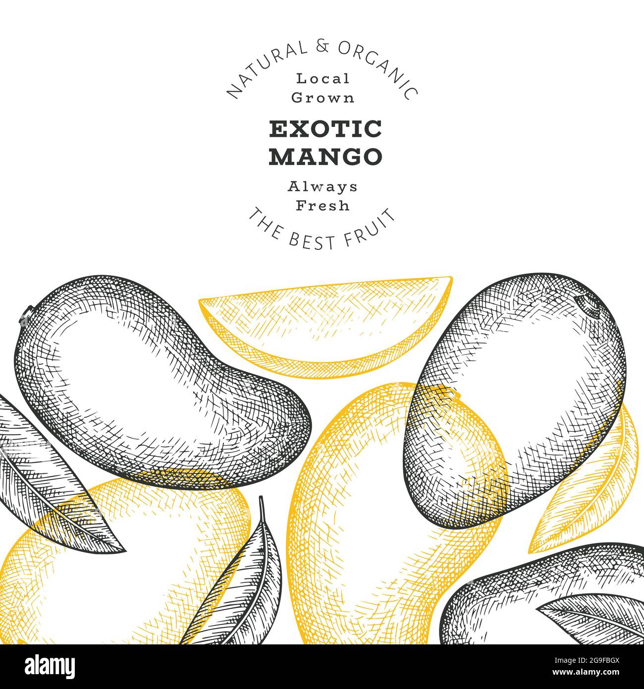 Hand drawn sketch style mango banner. Organic fresh fruit vector ...
