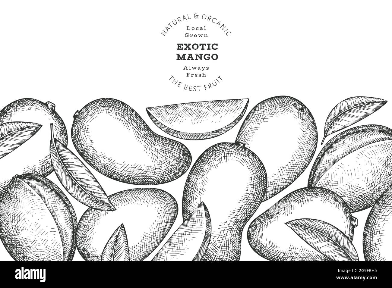 Hand drawn sketch style mango banner. Organic fresh fruit vector ...