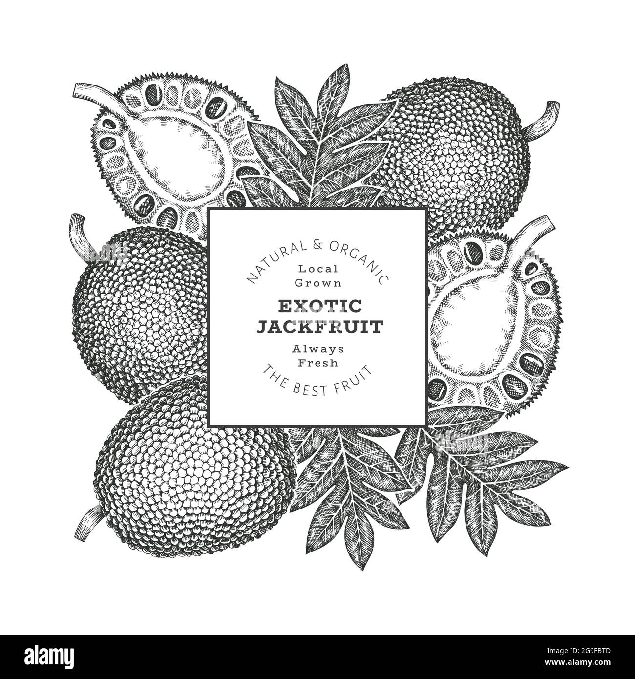 Hand drawn sketch style jackfruit banner. Organic fresh fruit vector ...