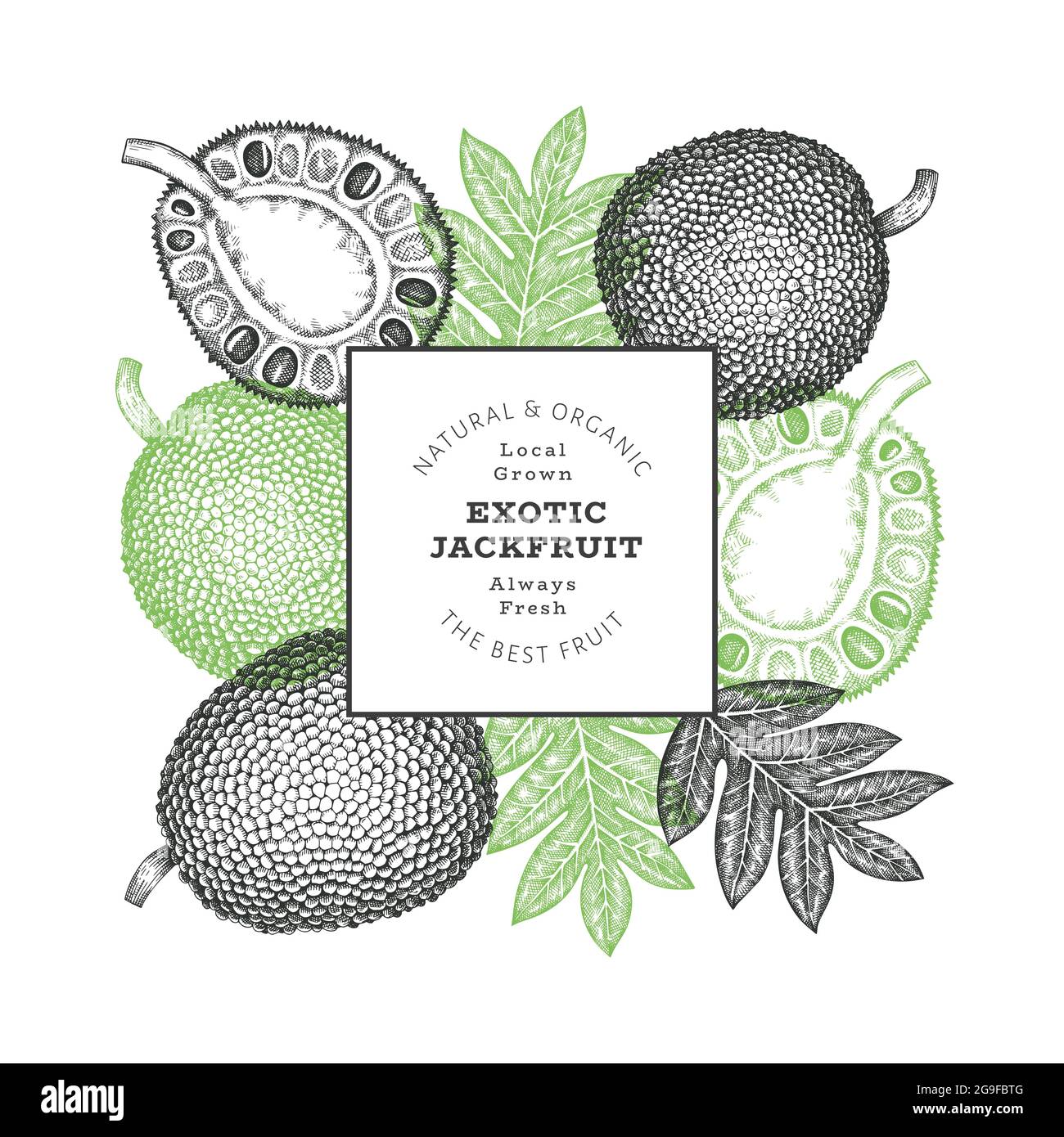 Hand drawn sketch style jackfruit banner. Organic fresh fruit vector ...