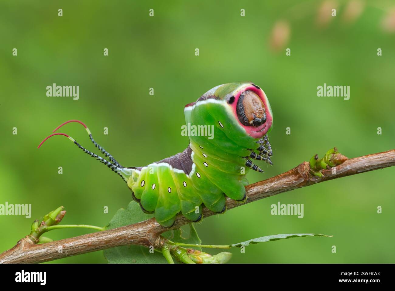 Caterpillar frightening pose, unique animal behaviour Stock Photo - Alamy