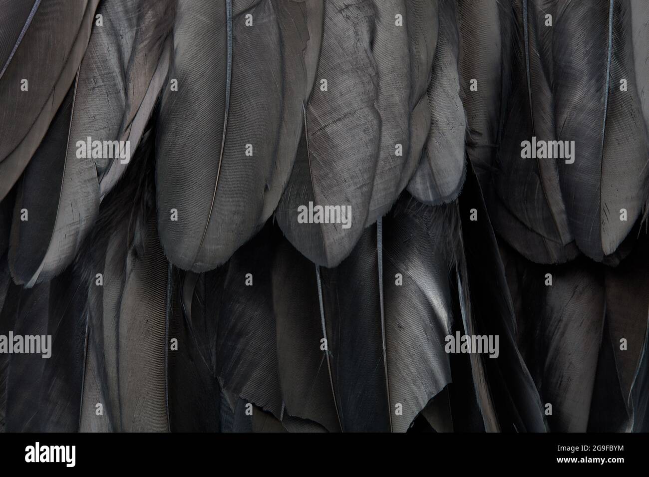 Black swan feathers texture background Stock Photo - Alamy