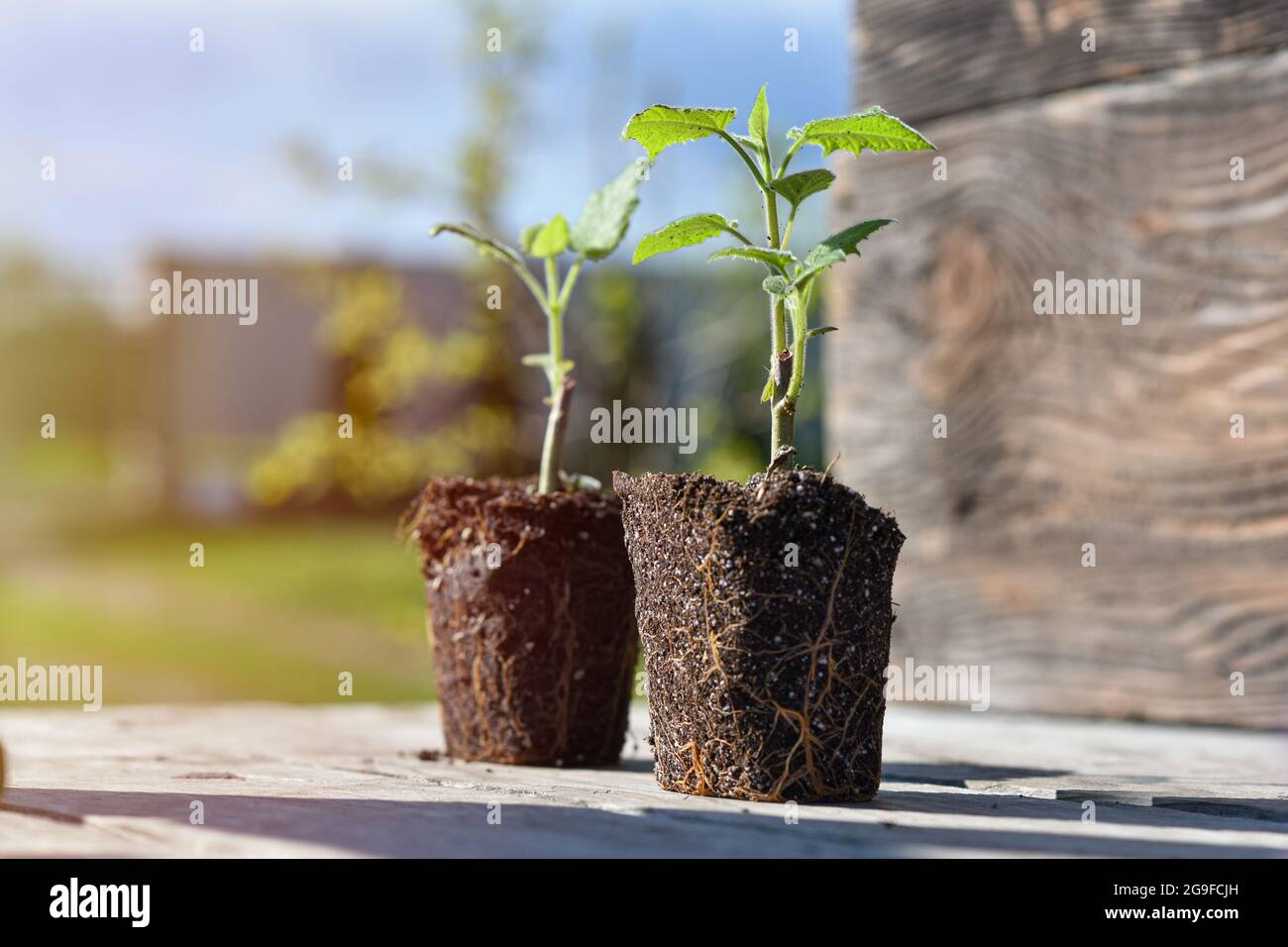 Paulownia tomentosa pot hi-res stock photography and images - Alamy