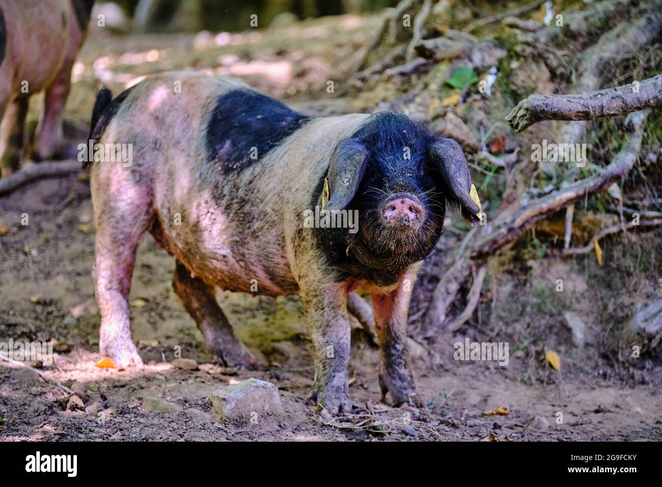 Aldudes hi-res stock photography and images - Alamy