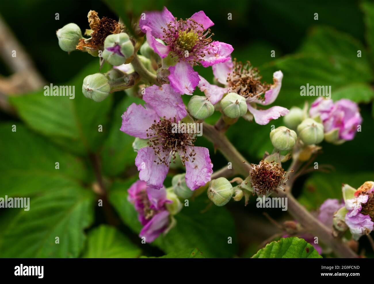 The spring flowers of the Bramble vary from white to a delicate pink ...