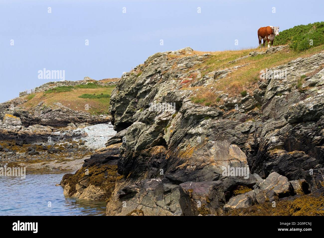 A Hereford bull in a pasture on the North Anglesey Coast showing the ...