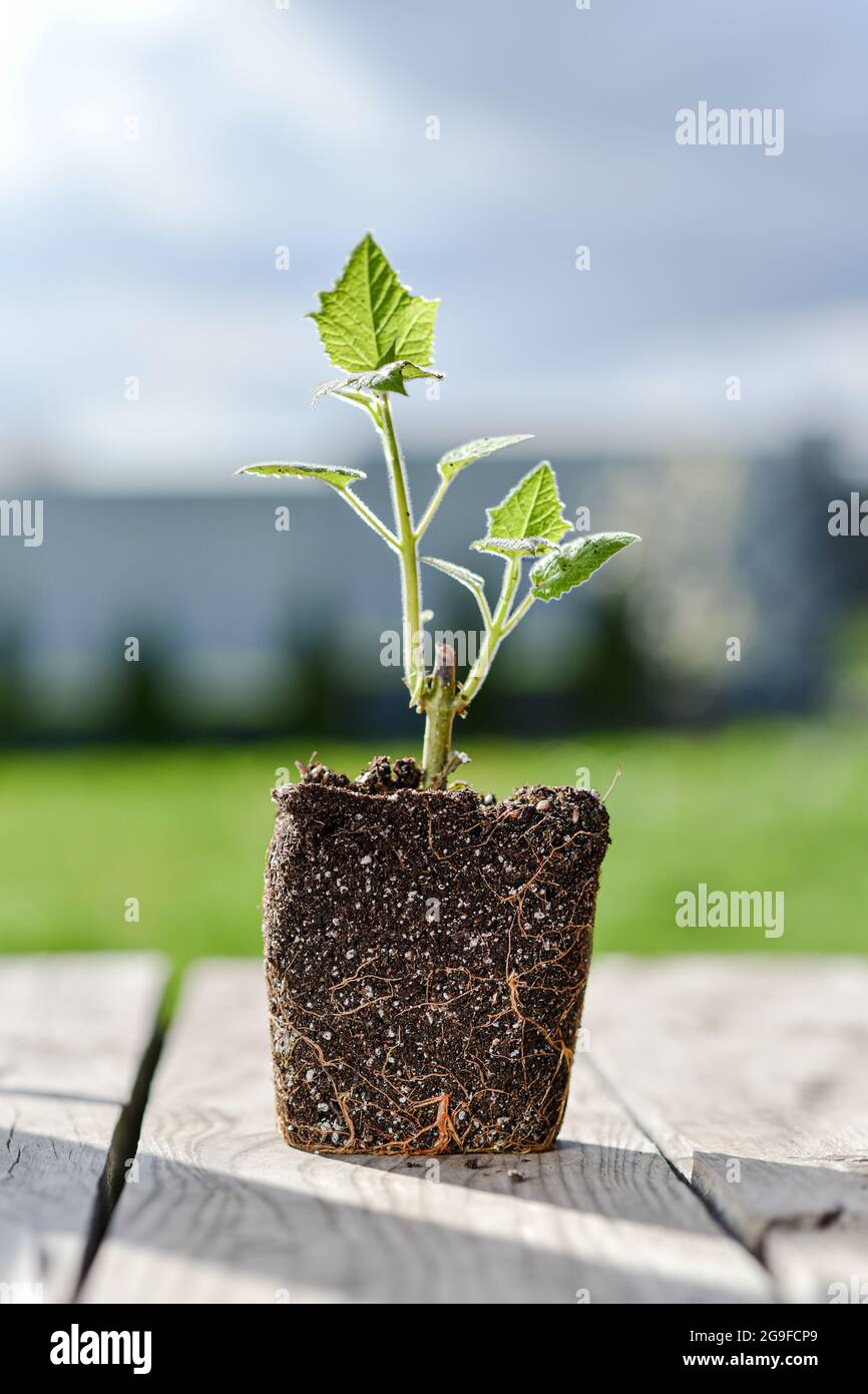 Paulownia tomentosa pot hi-res stock photography and images - Alamy