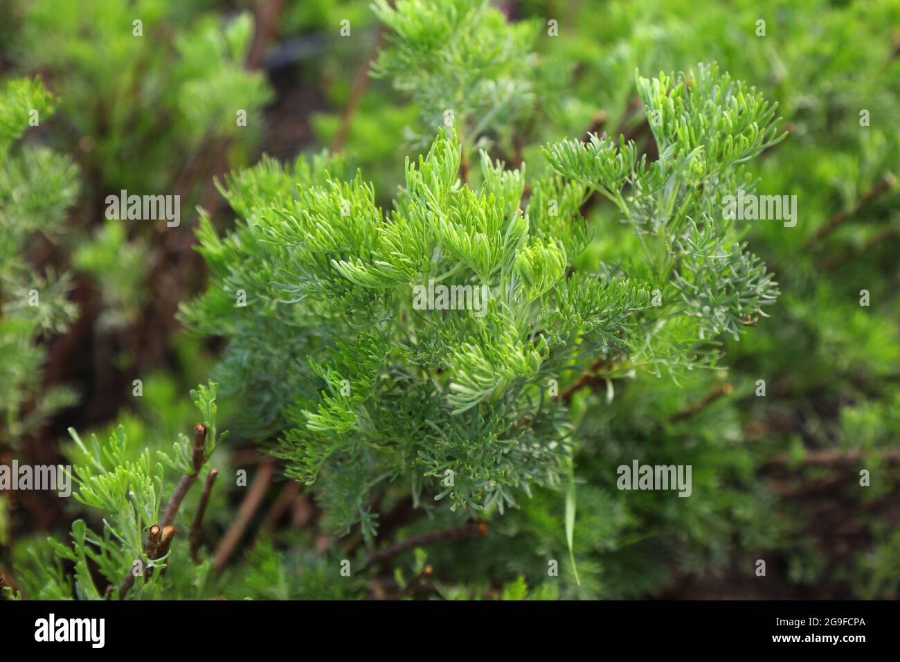 Southernwood or southern wormwood (Artemisia abrotanum) strewing herb ...