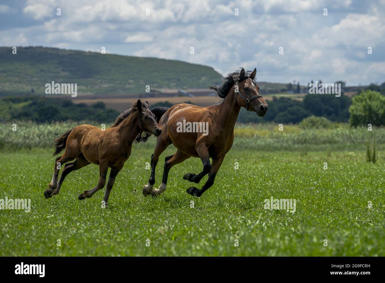 Two graceful brown horses running on the field in daylight Stock Photo ...