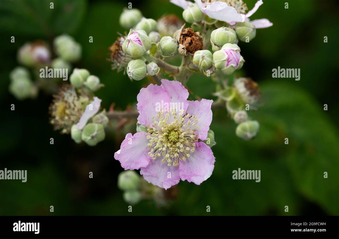 The spring flowers of the Bramble vary from white to a delicate pink ...