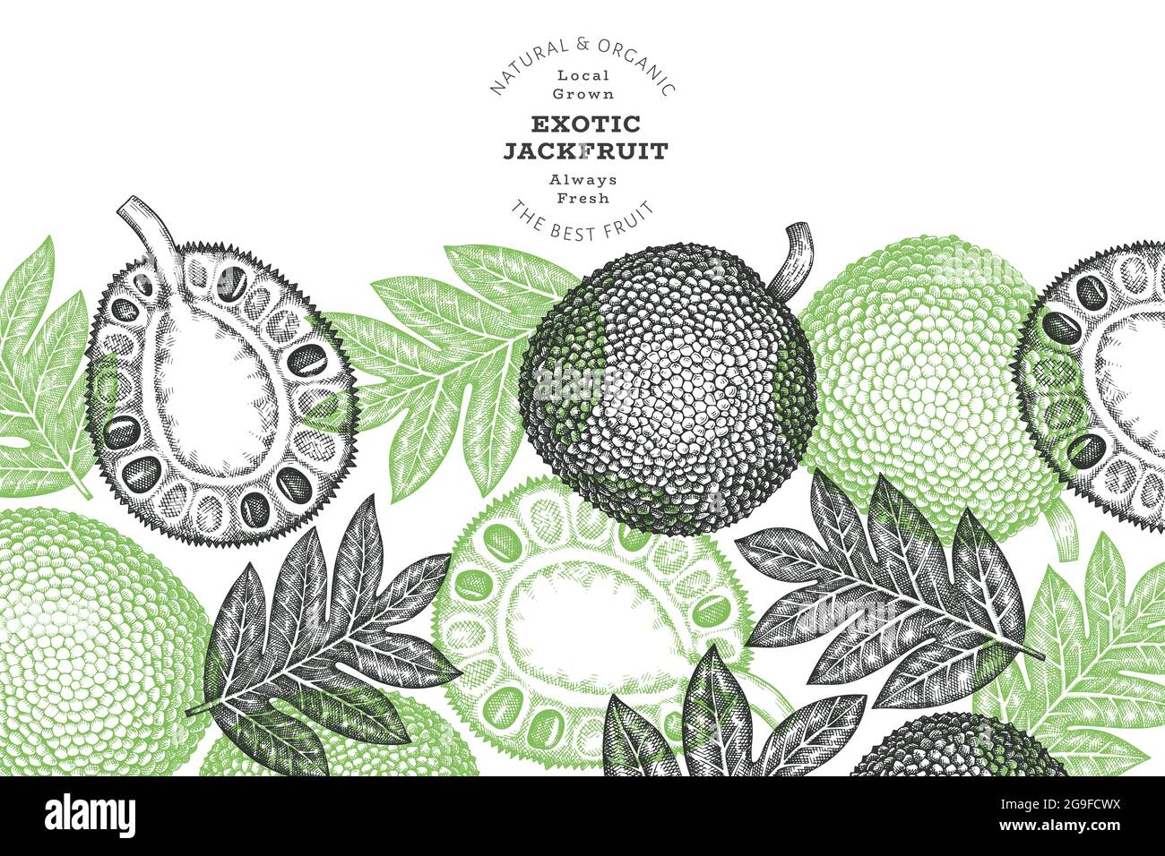 Hand drawn sketch style jackfruit banner. Organic fresh fruit vector ...