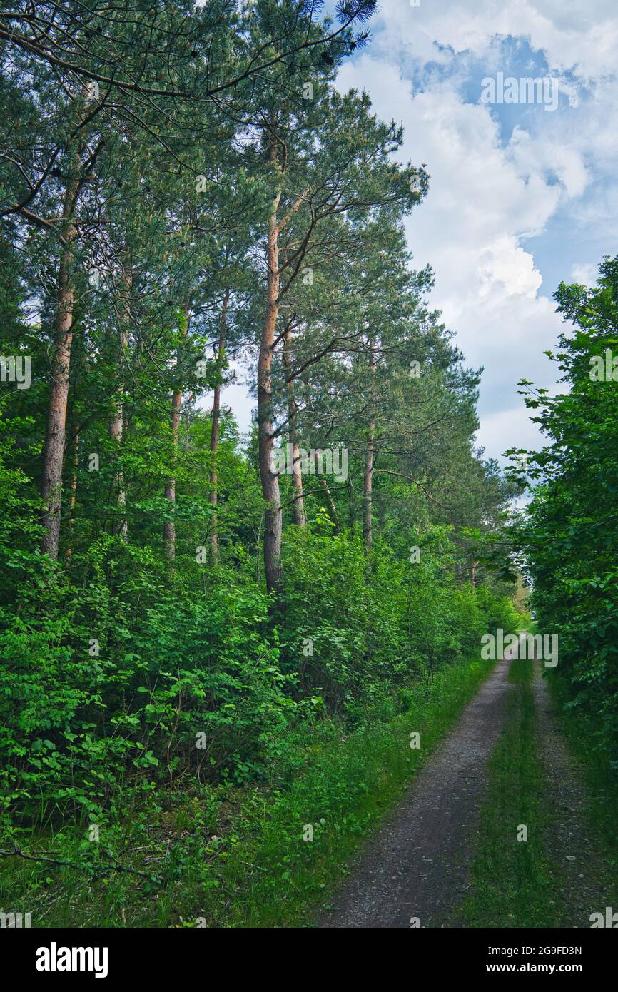 German Forest with clouds Stock Photo - Alamy