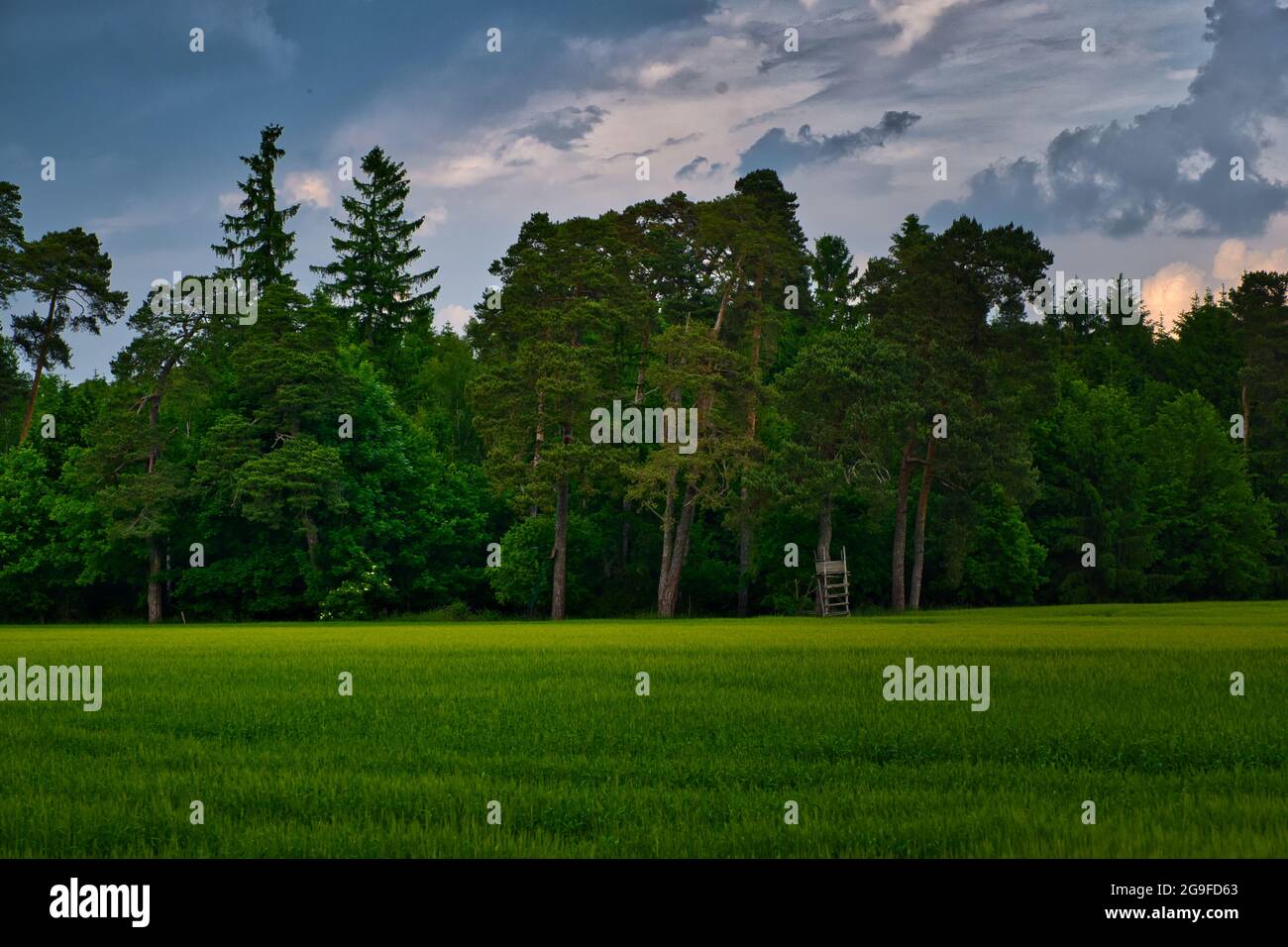 Forest with a field in front Stock Photo - Alamy