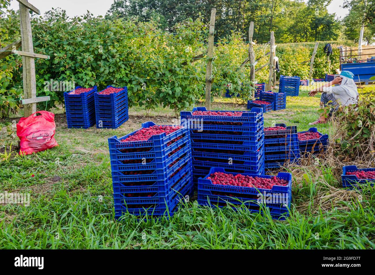 Stacked plastic crates with harvested ripe raspberries Stock Photo - Alamy