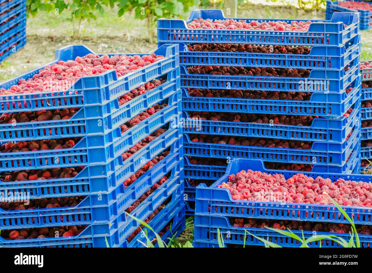 Stacked plastic crates with harvested ripe raspberries Stock Photo - Alamy