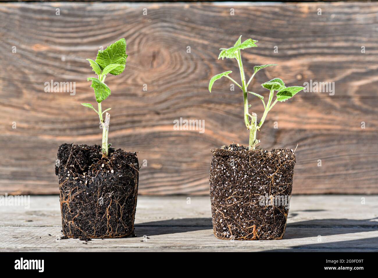 Paulownia tomentosa pot hi-res stock photography and images - Alamy