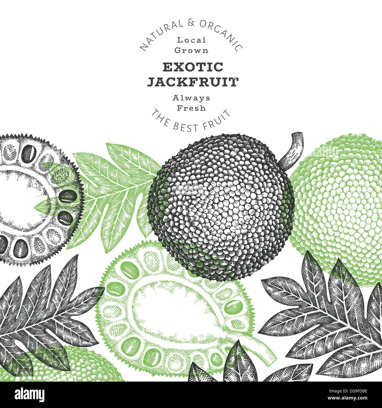 Hand drawn sketch style jackfruit banner. Organic fresh fruit vector ...