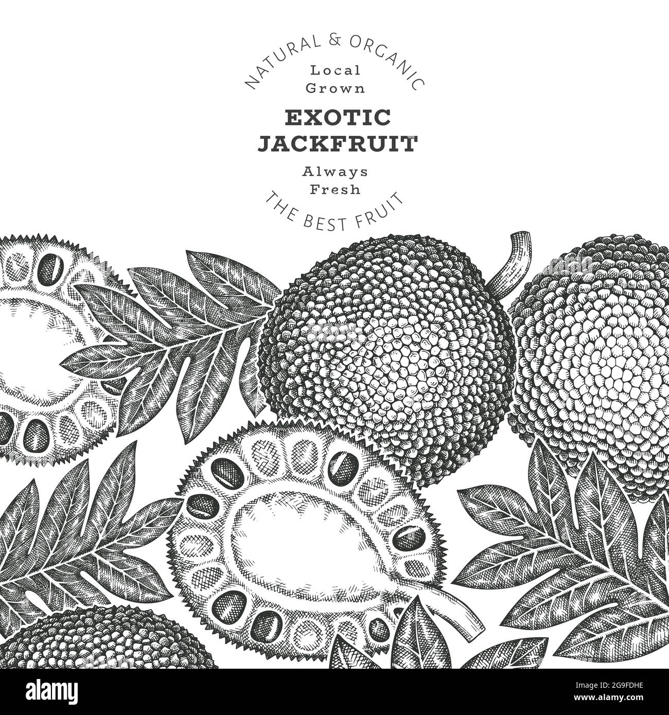 Hand drawn sketch style jackfruit banner. Organic fresh fruit vector illustration. Retro ...