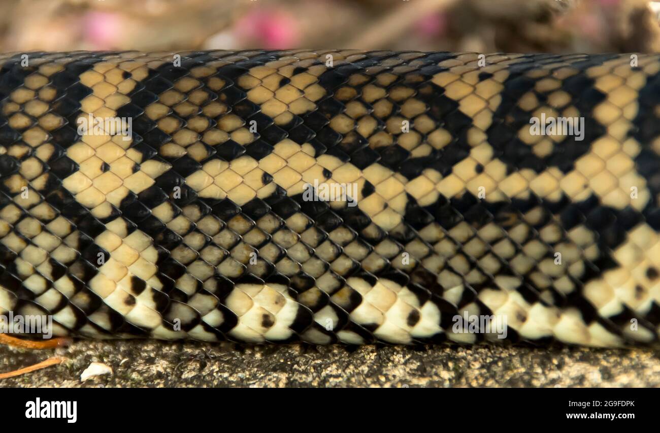 Close-up of carpet python, Morelia spilota, showing black, brown and ...