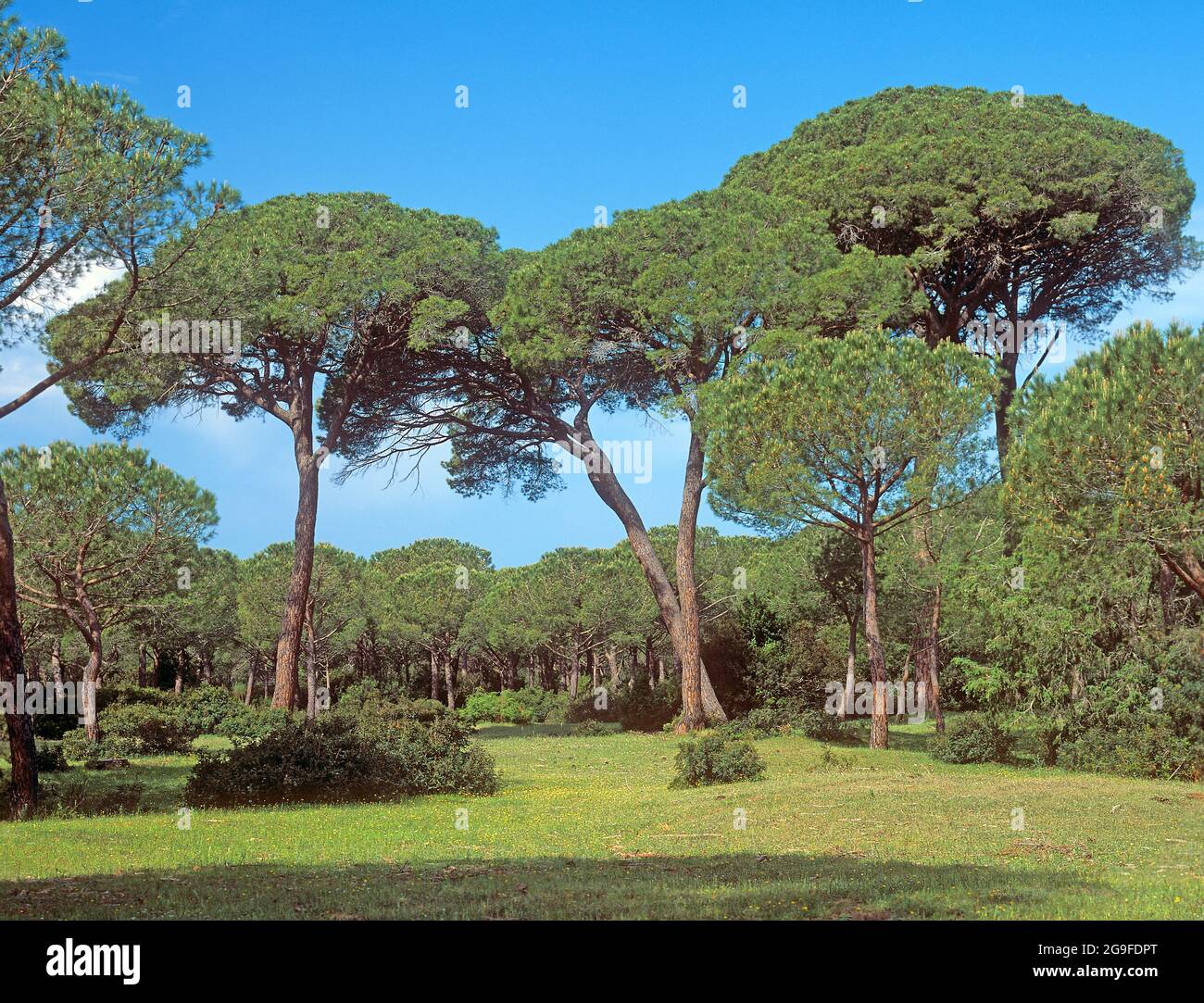 Umbrella Pine (Pinus pinea), Forest in the Meramma. Tuscany, Italy ...