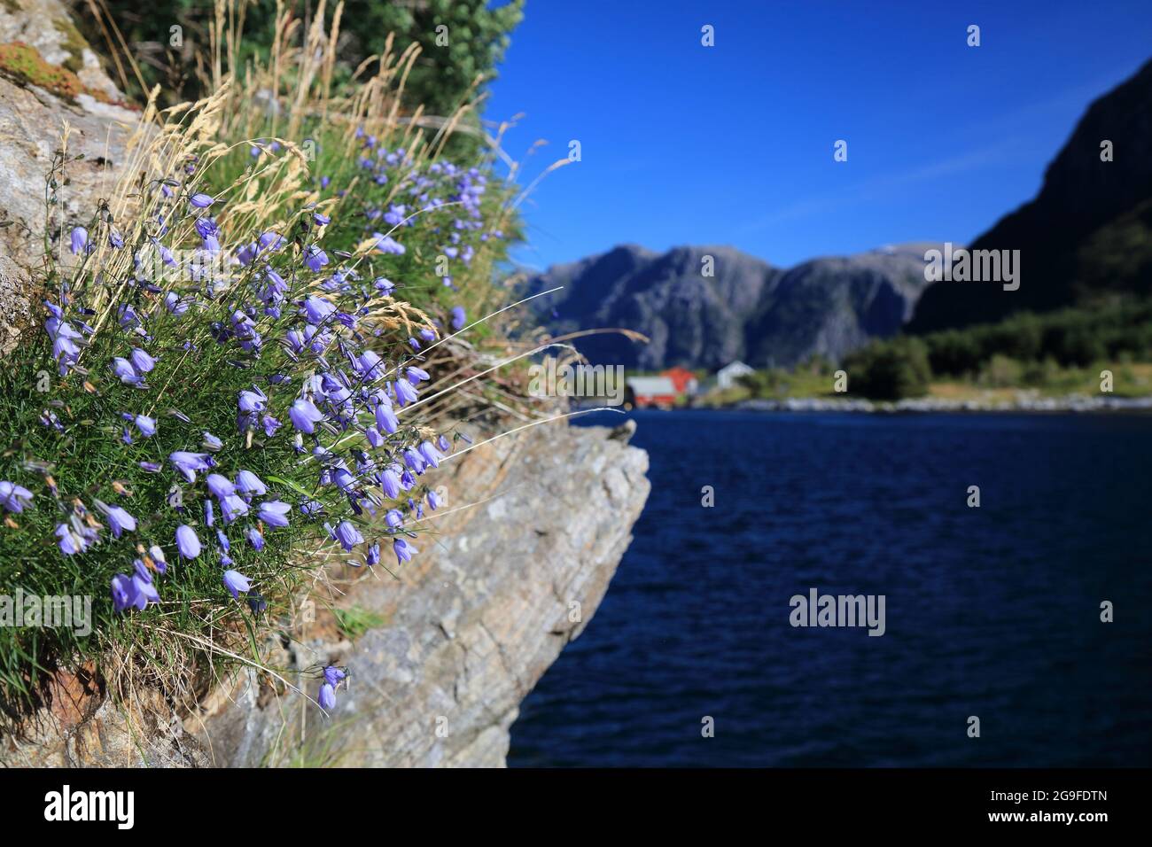 Norway fiord landscape with Campanula Rotundifolia flowers (harebell or ...