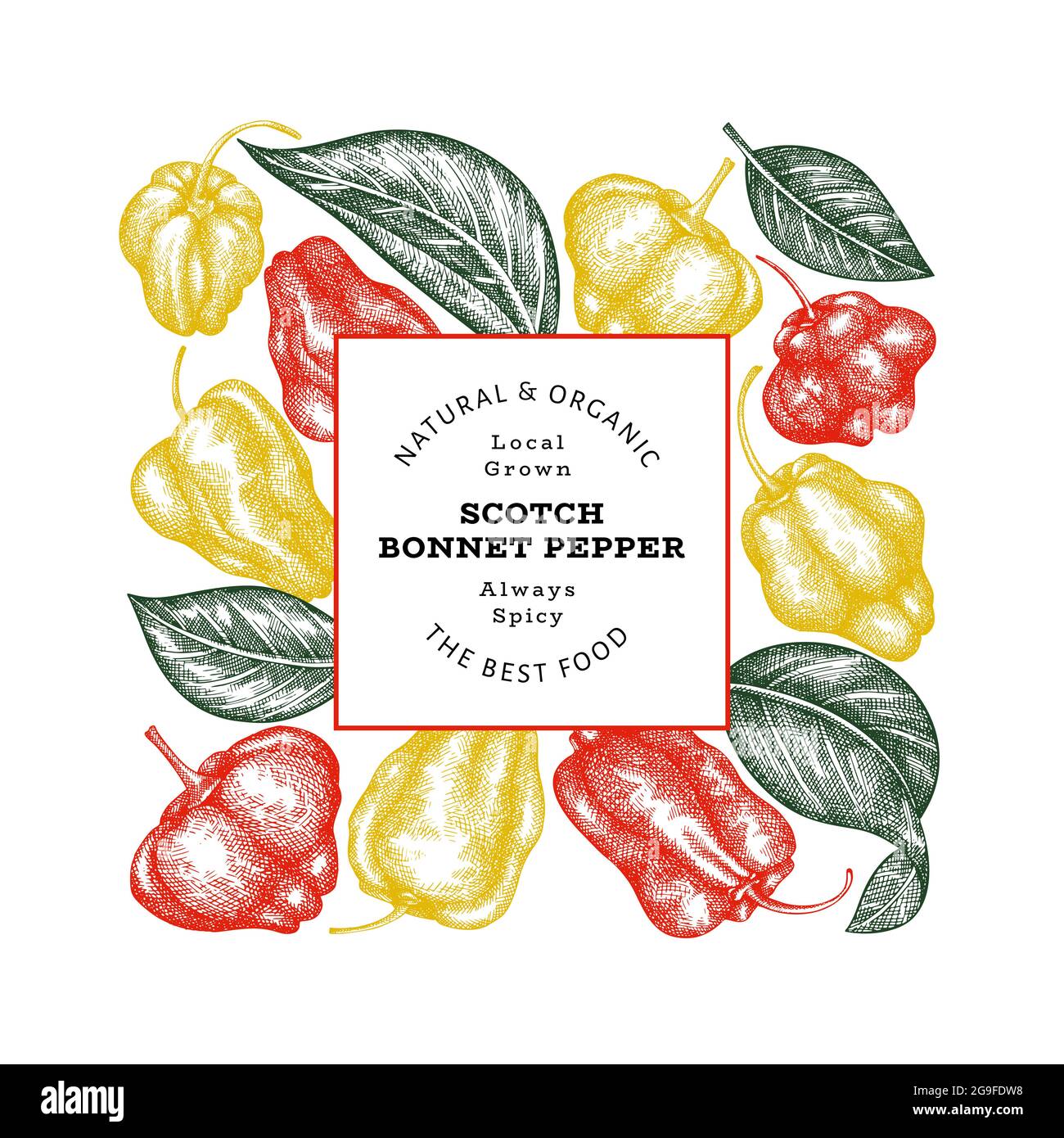 Hand drawn sketch style scotch bonnet pepper banner. Organic fresh ...