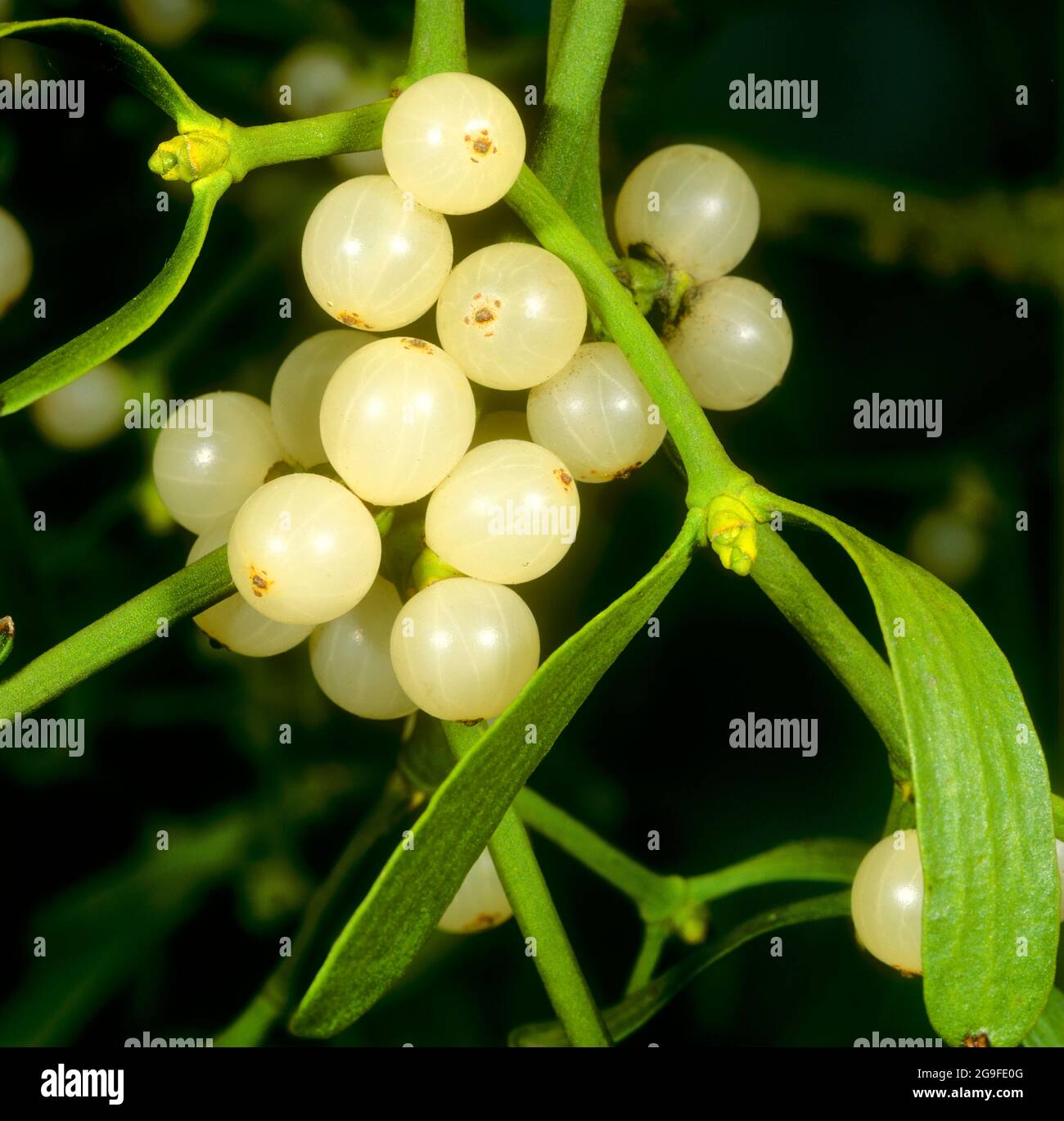 Parasite plant hi-res stock photography and images - Alamy