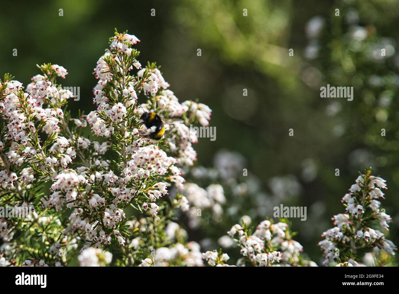 Close up Photos of Nature Stock Photo - Alamy