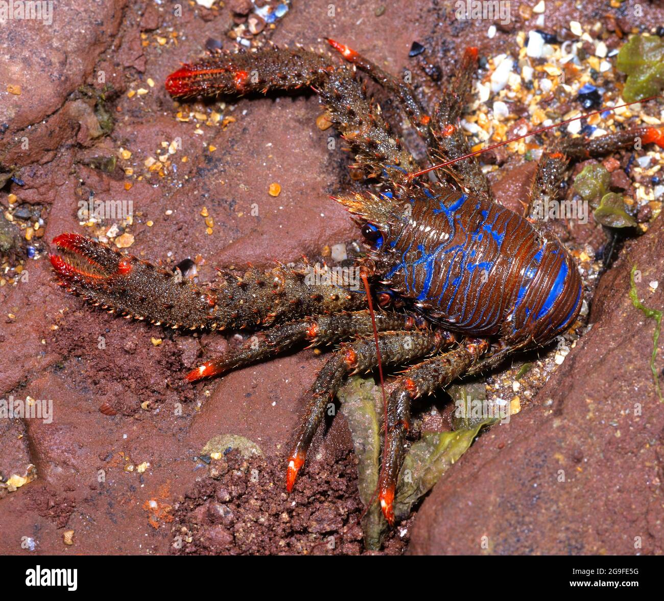 Red Squat Lobster (Galathea strigosa) among rocks. Scotland Stock Photo ...