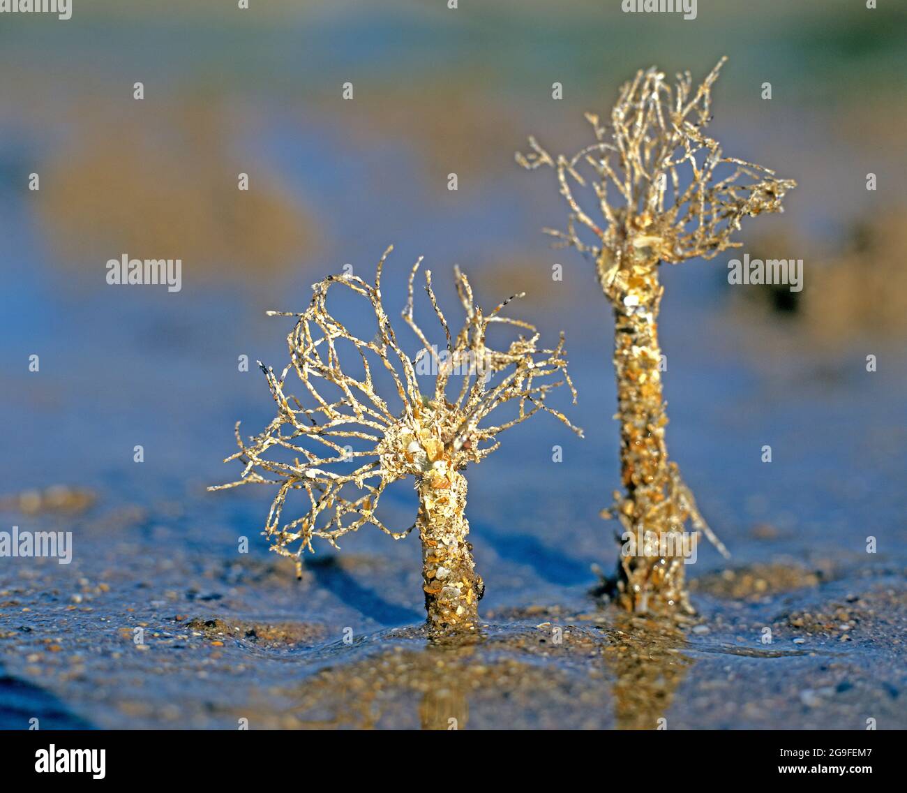 Sand Mason Worm (Lanice conchilega), tubes projecting from sand ...