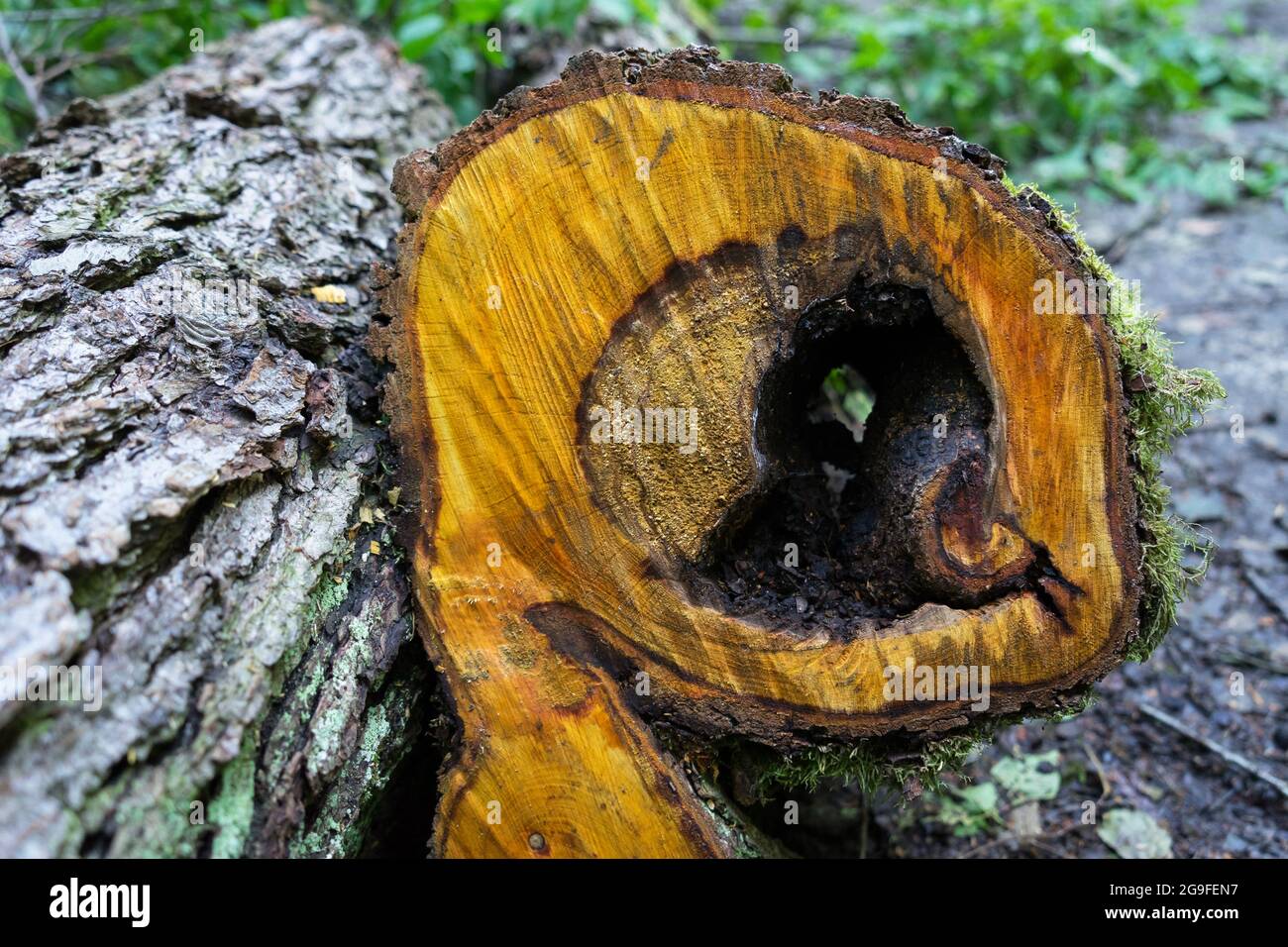 cut orange-brown wood in the forest natural abstract structure Stock ...