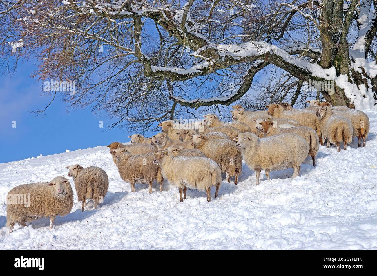 Domestic Sheep. Mixed flock (Coburg Fox Sheep and others) standing on a ...
