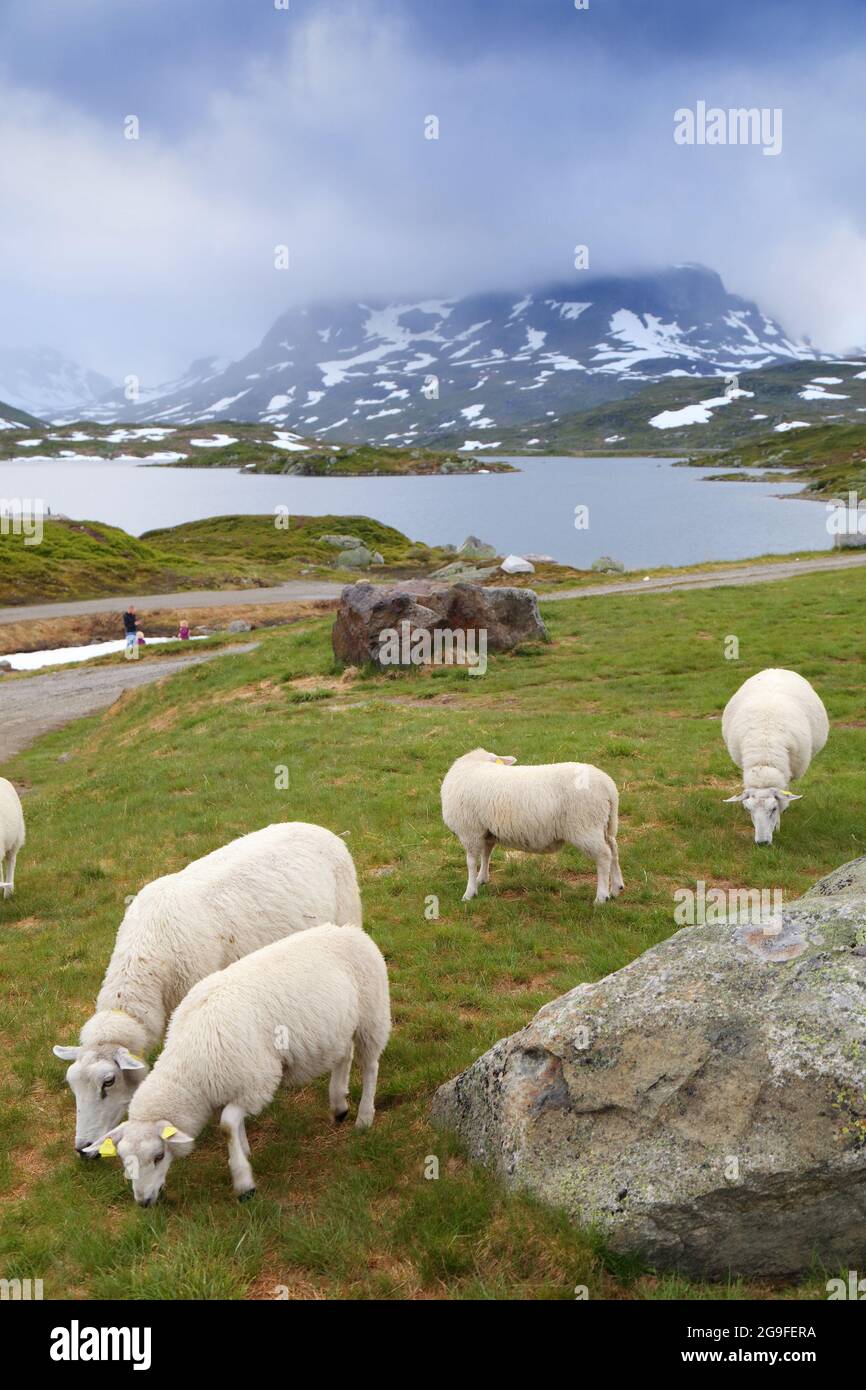 Norway sheep breed hi-res stock photography and images - Alamy