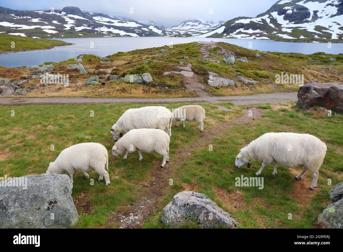 Norway sheep breed hi-res stock photography and images - Alamy