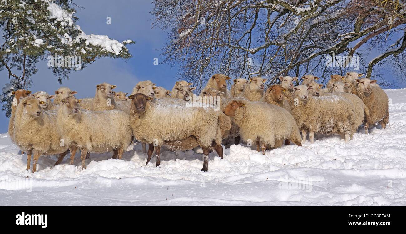 Domestic Sheep. Mixed flock (Coburg Fox Sheep and others) standing on a ...