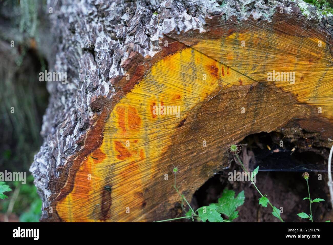 cut orange-brown tree trunk in the forest natural abstract structure ...