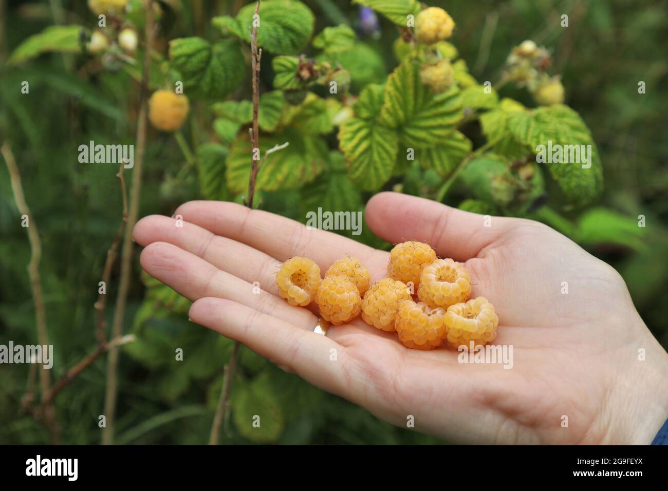 Wild Yellow Raspberries
