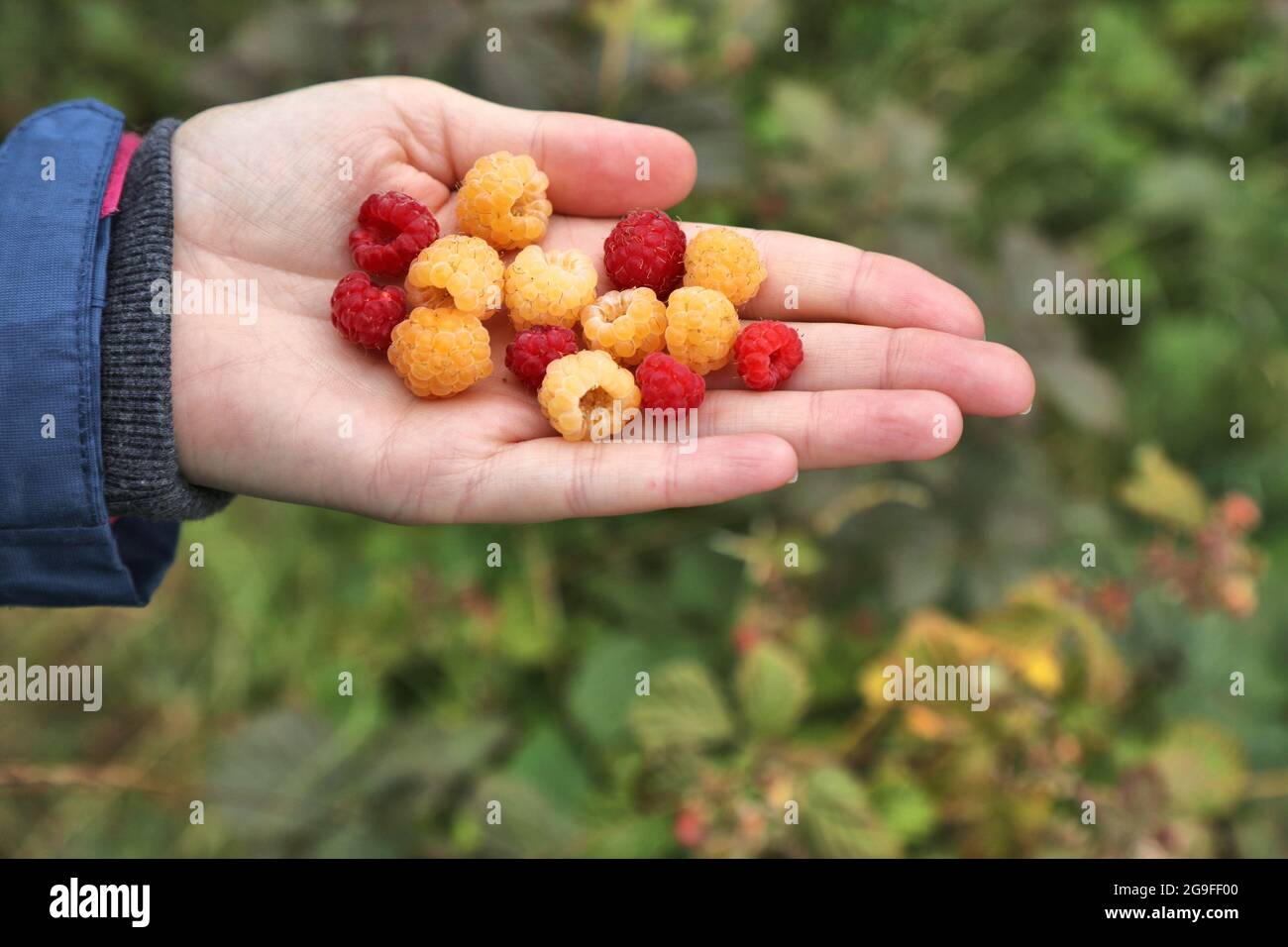 Summer forest berries in Norway. Wild raspberry: red and yellow ...