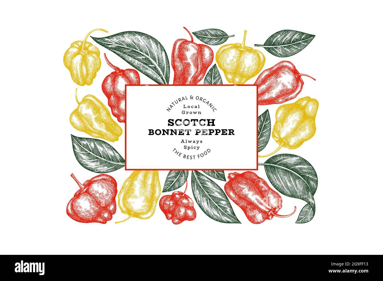 Hand drawn sketch style scotch bonnet pepper banner. Organic fresh ...