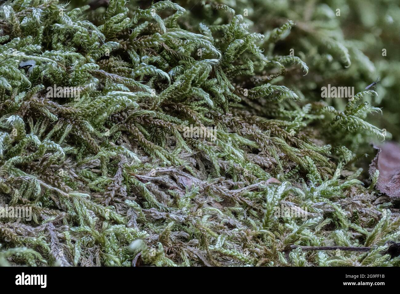 Plant of damp places hi-res stock photography and images - Alamy